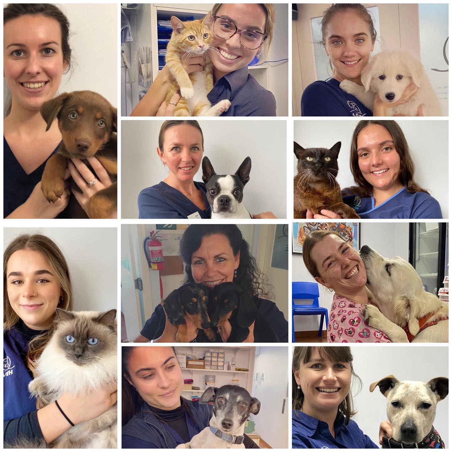 blog | Mona Vale Veterinary Hospital